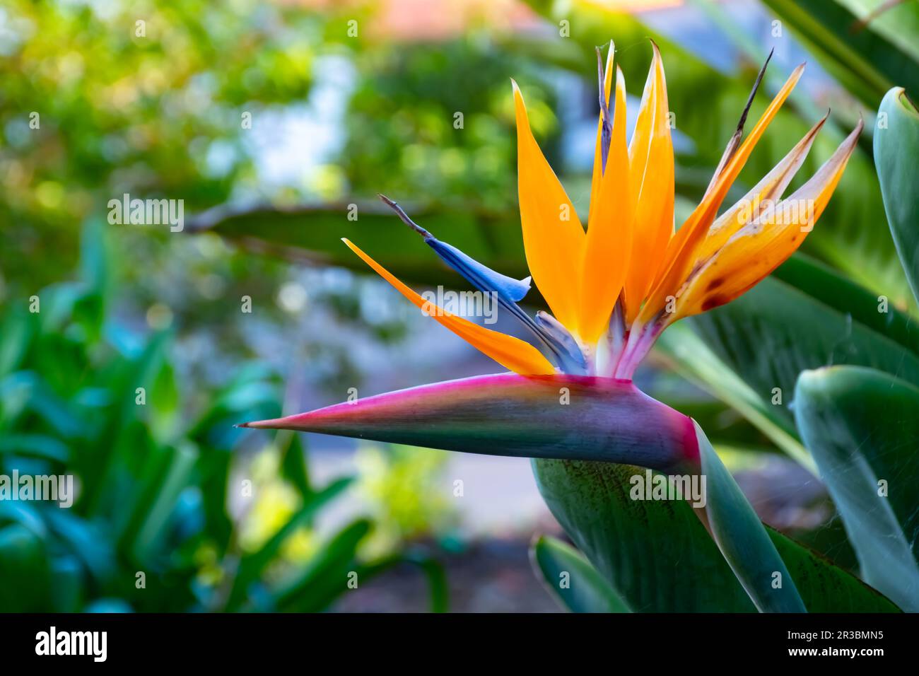 Strelitzia Reginae flower closeup, Bird of paradise flower, Symbol of ...