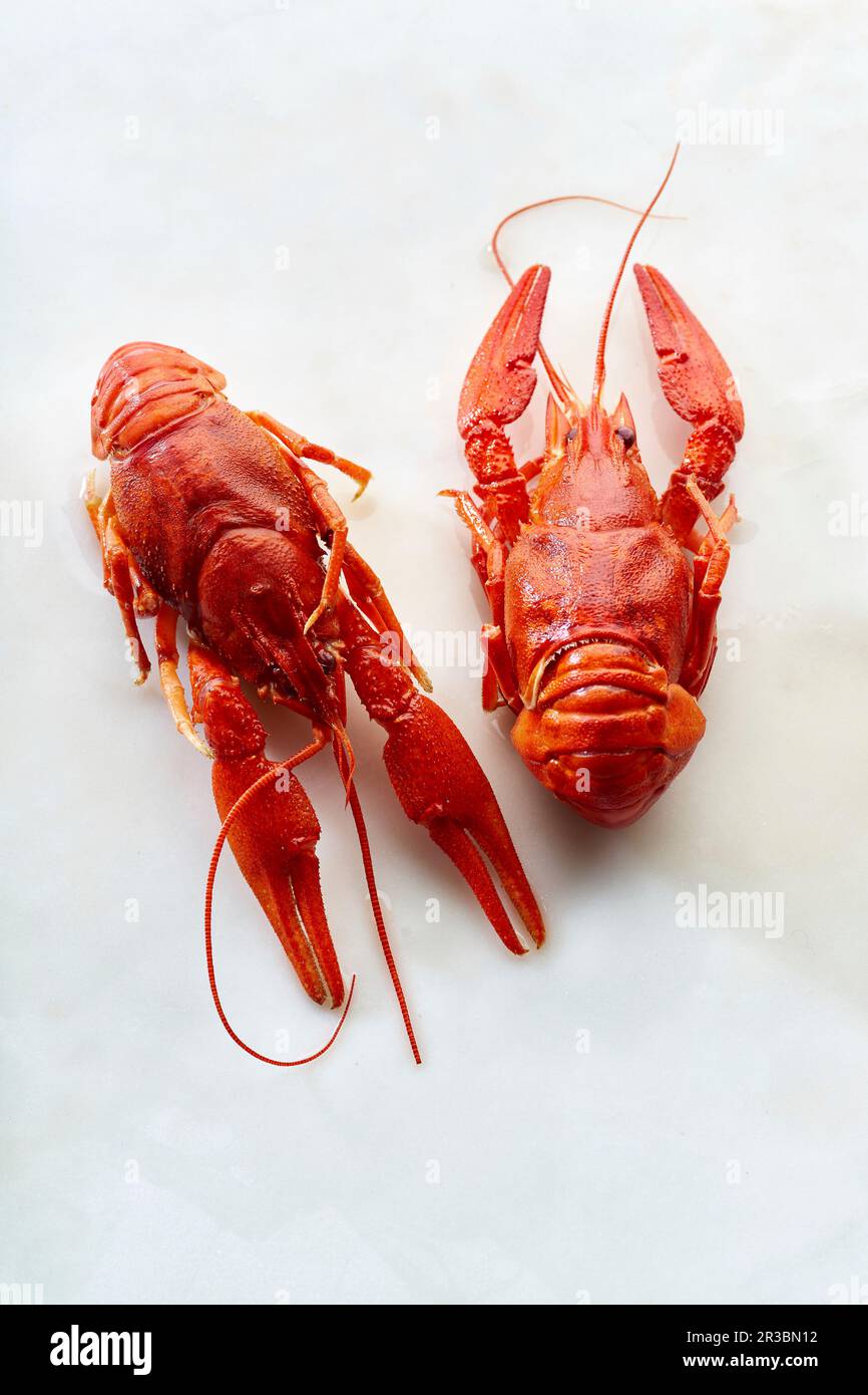 Raw red crayfish on white background Stock Photo - Alamy