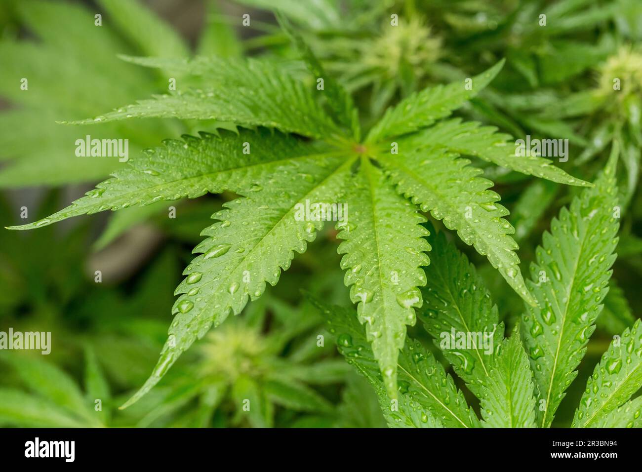 Close up cannabis plant grown hi-res stock photography and images - Alamy