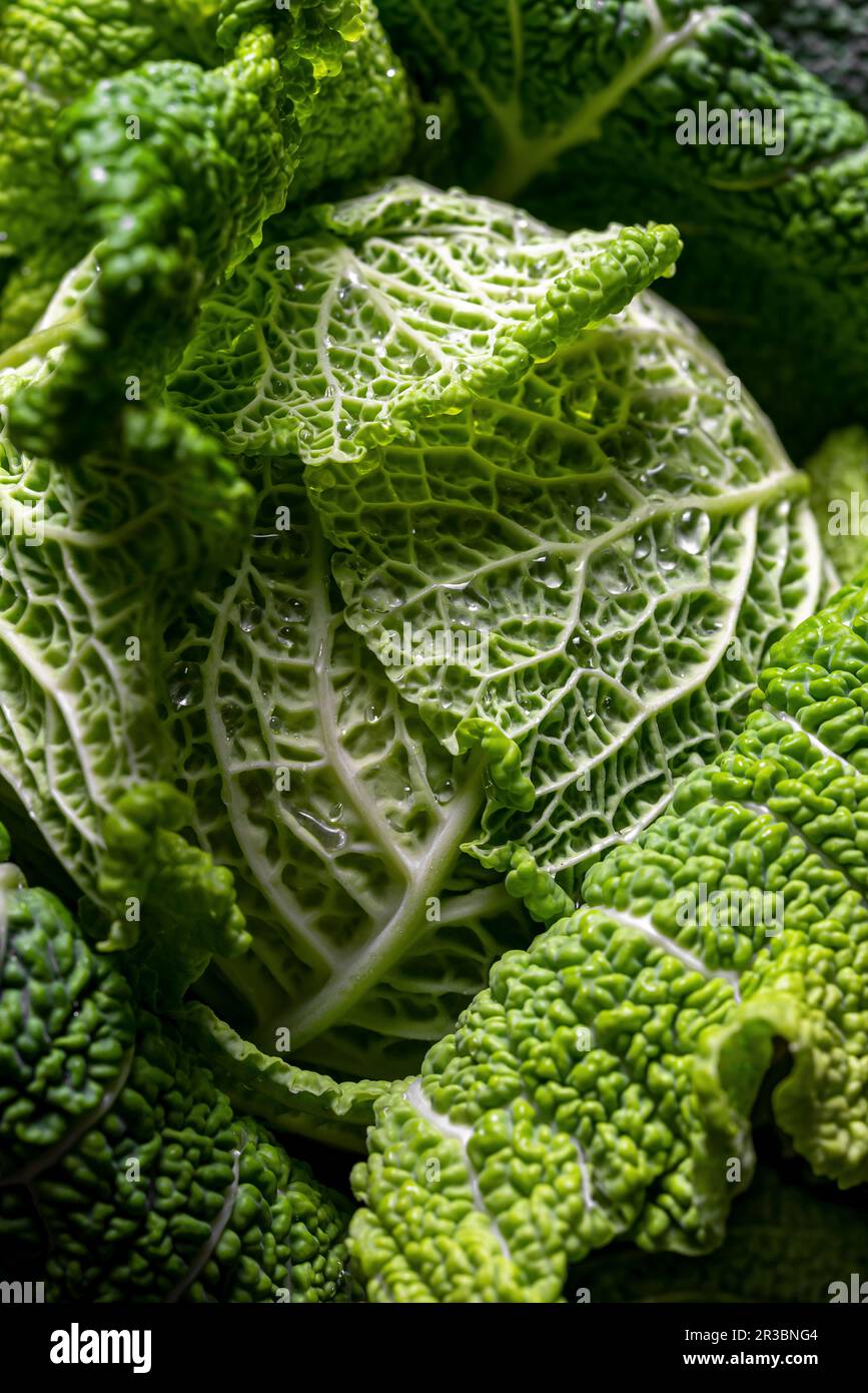Macro detail of green cabbage Stock Photo - Alamy