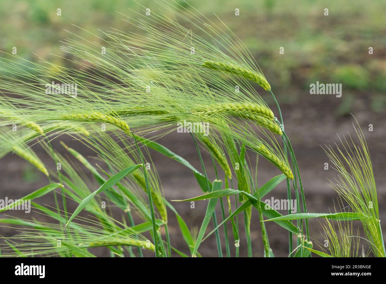 Kherson, Ukraine. 22nd May, 2023. Growing wheat plants seen on a field ...