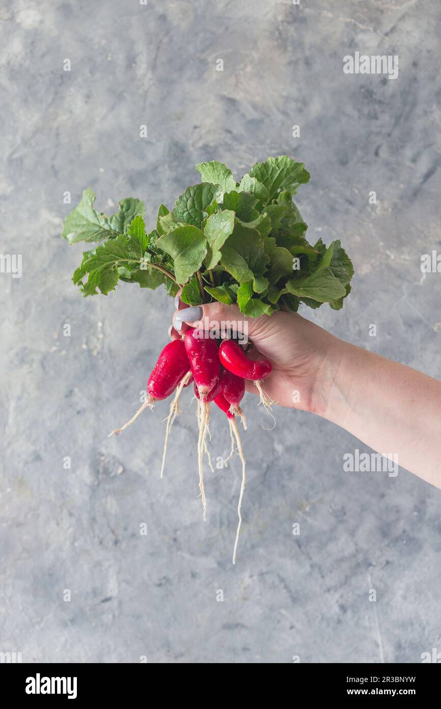 A hand holding bunch of fresh radishes Stock Photo - Alamy