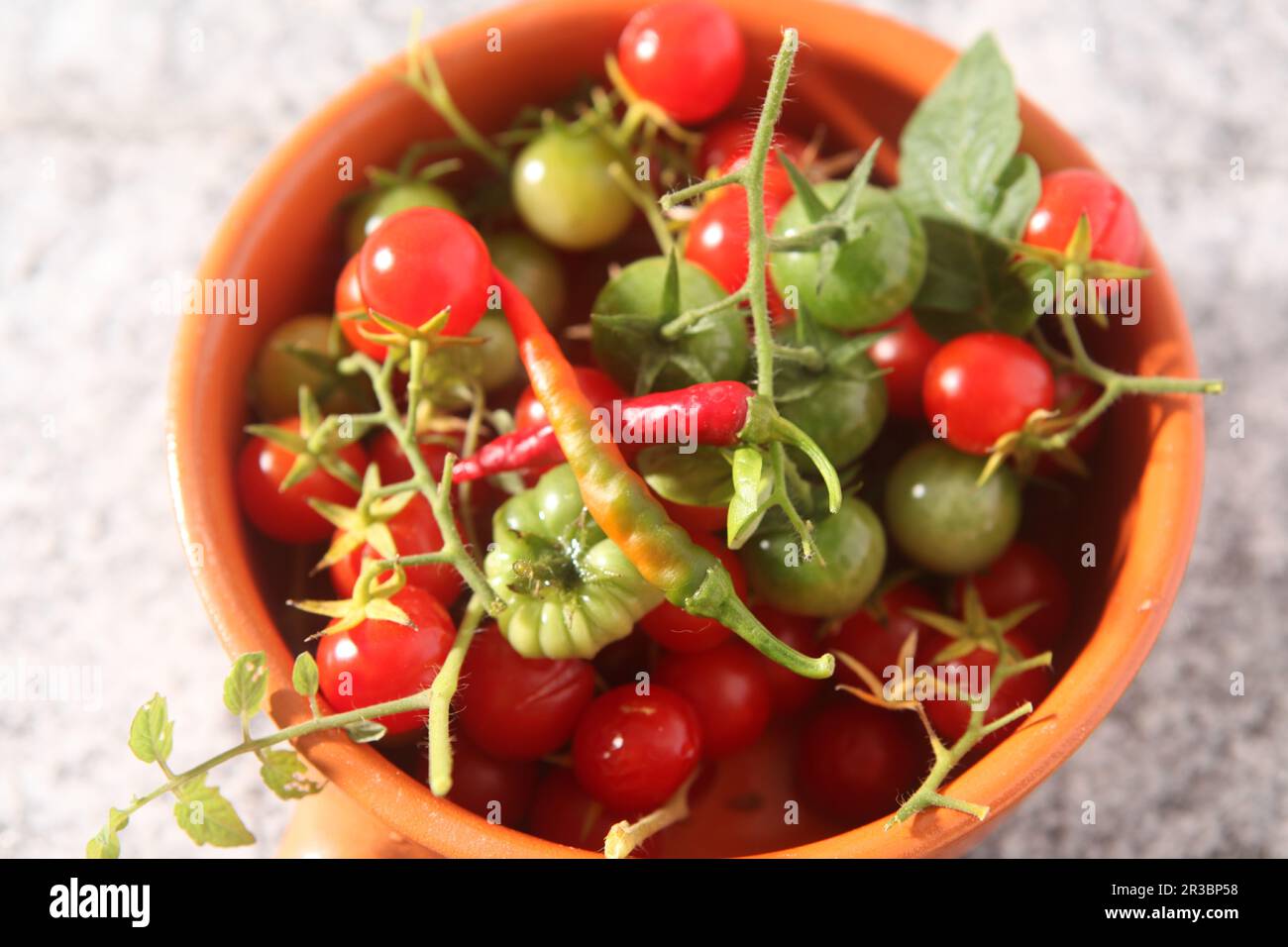 Chilli on the vine hi-res stock photography and images - Alamy