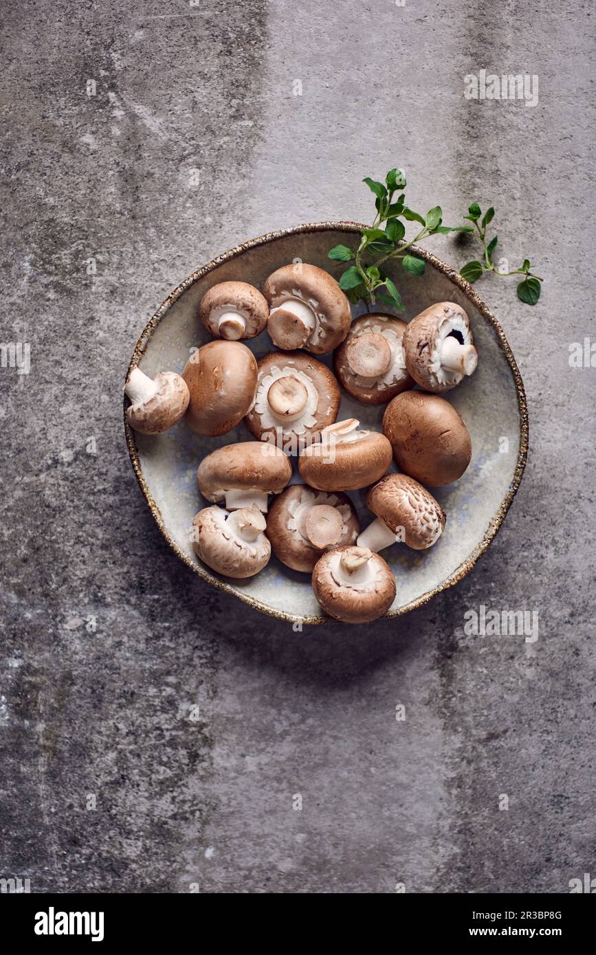 Ceramic fungus hi-res stock photography and images - Alamy
