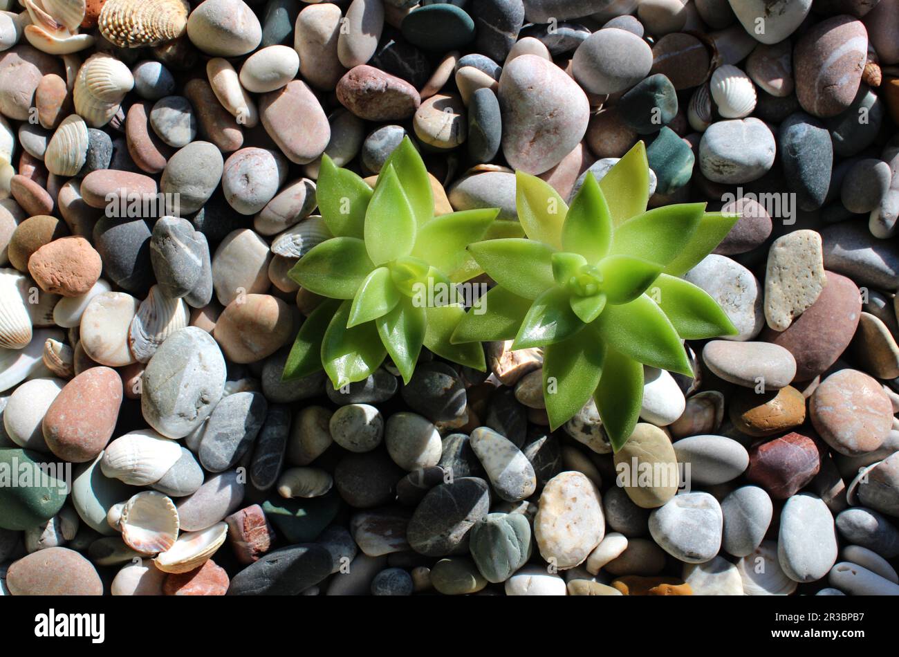 Pebble plant hi-res stock photography and images - Alamy