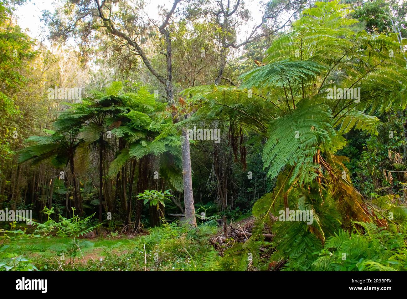 Beautiful jungle forest with fern plant trees, Sphaeropteris cooperi ...