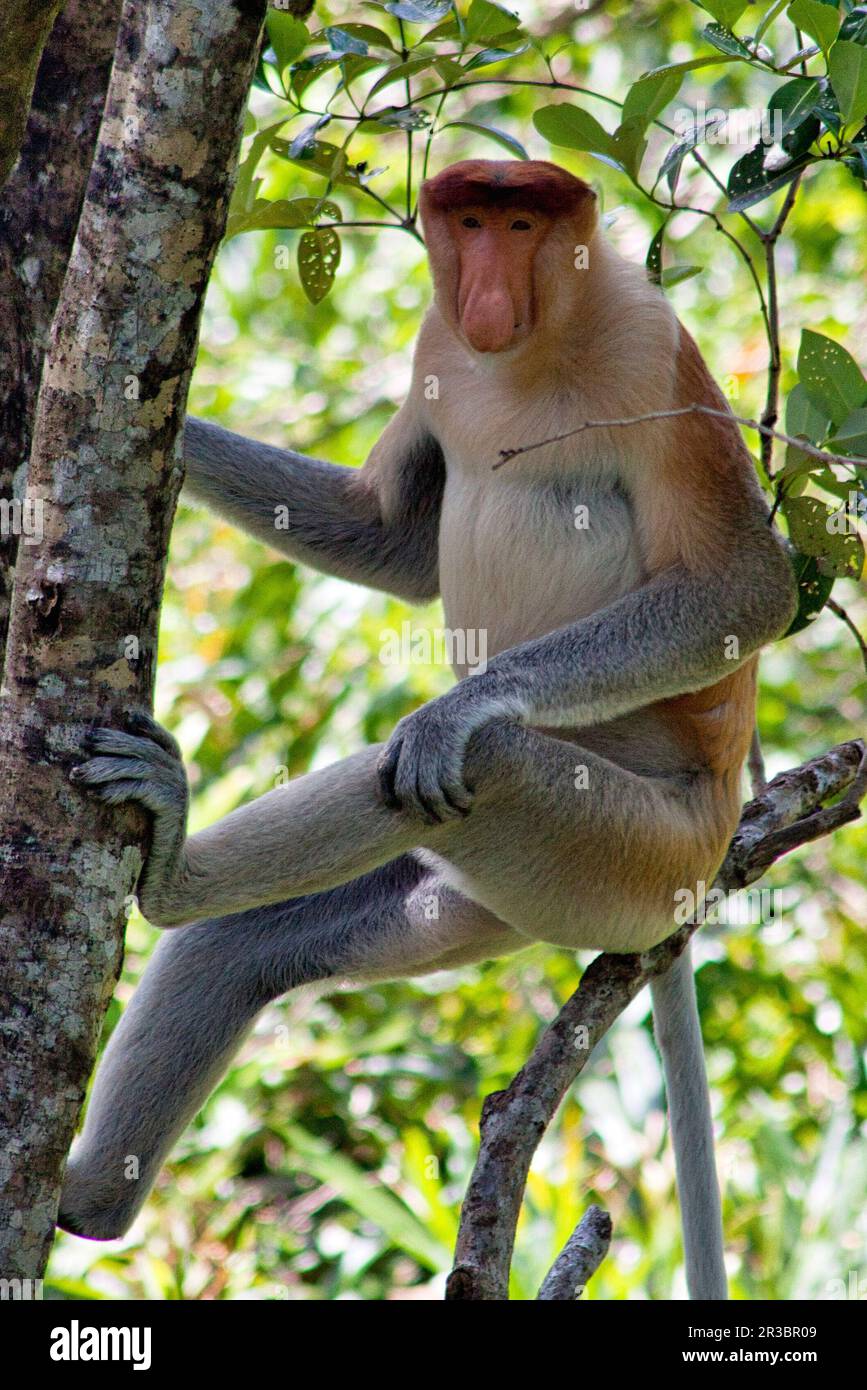 Nose monkey hi-res stock photography and images - Alamy