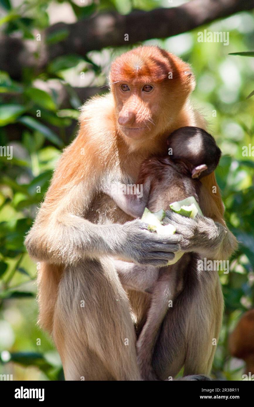 Nose monkey in Borneo Stock Photo - Alamy