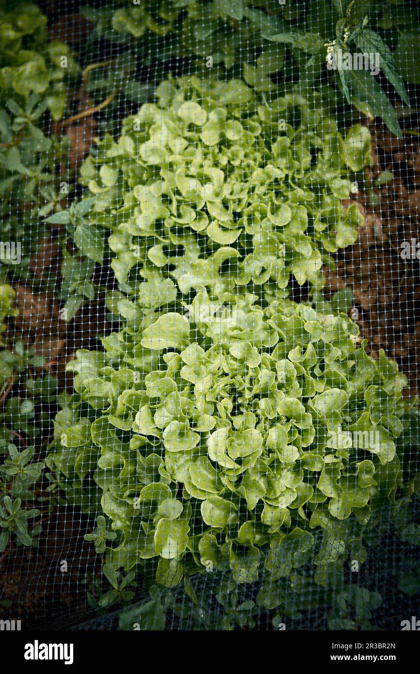 Lettuce variety oak leaf hi-res stock photography and images - Alamy