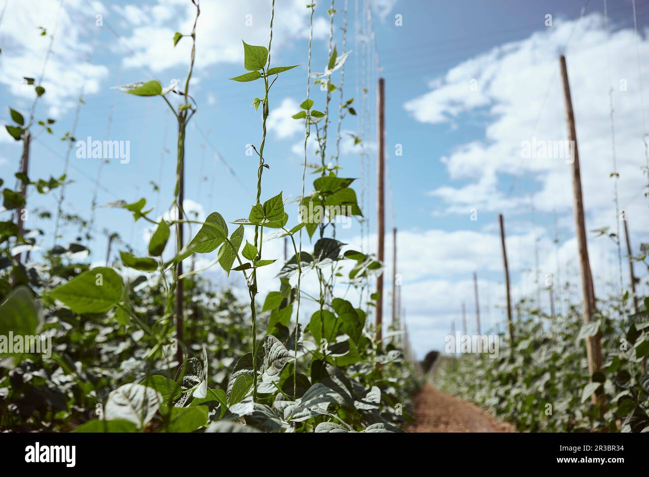 Field runner bean hi-res stock photography and images - Alamy