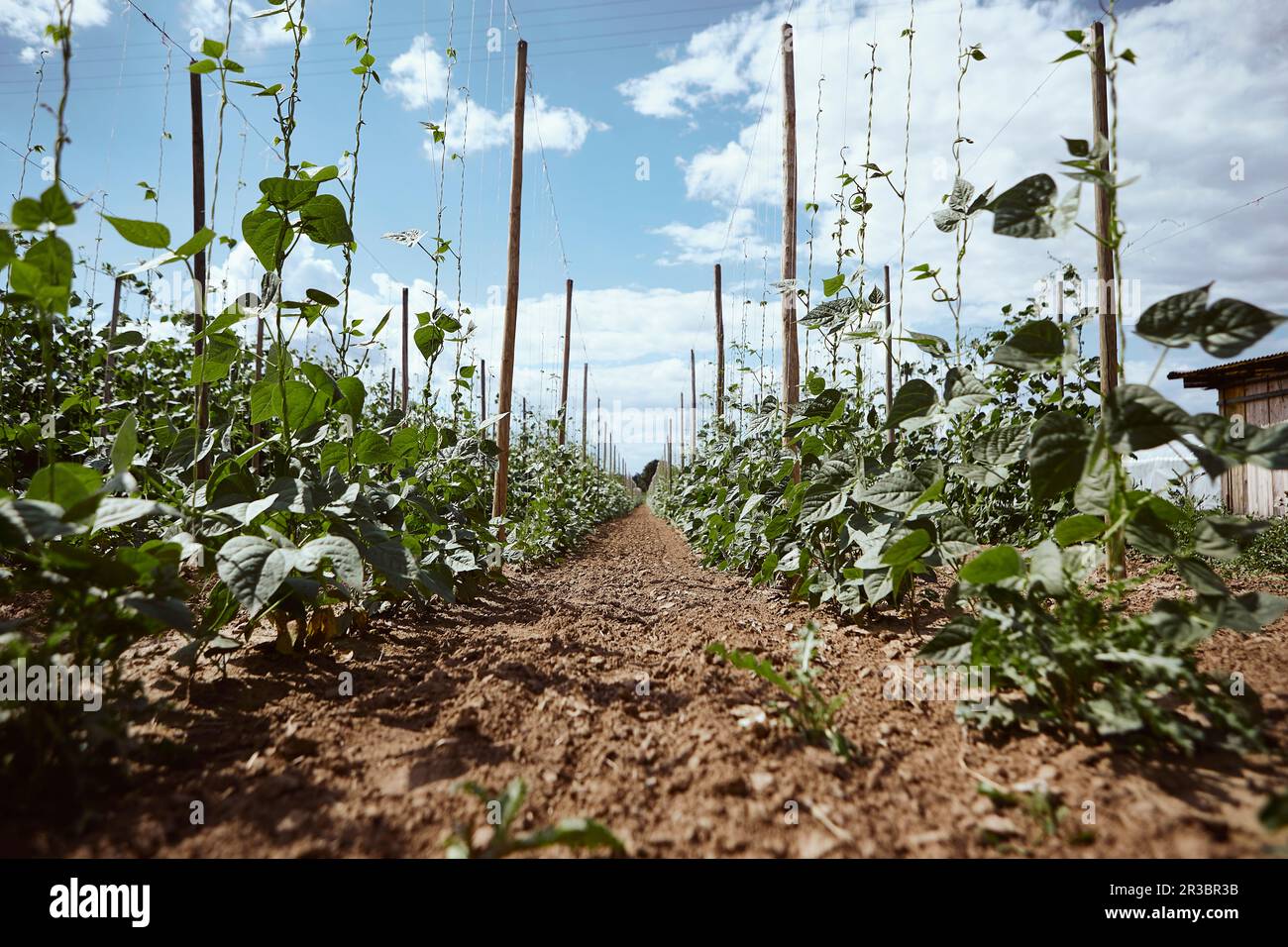 Runner beans in the field Stock Photo - Alamy