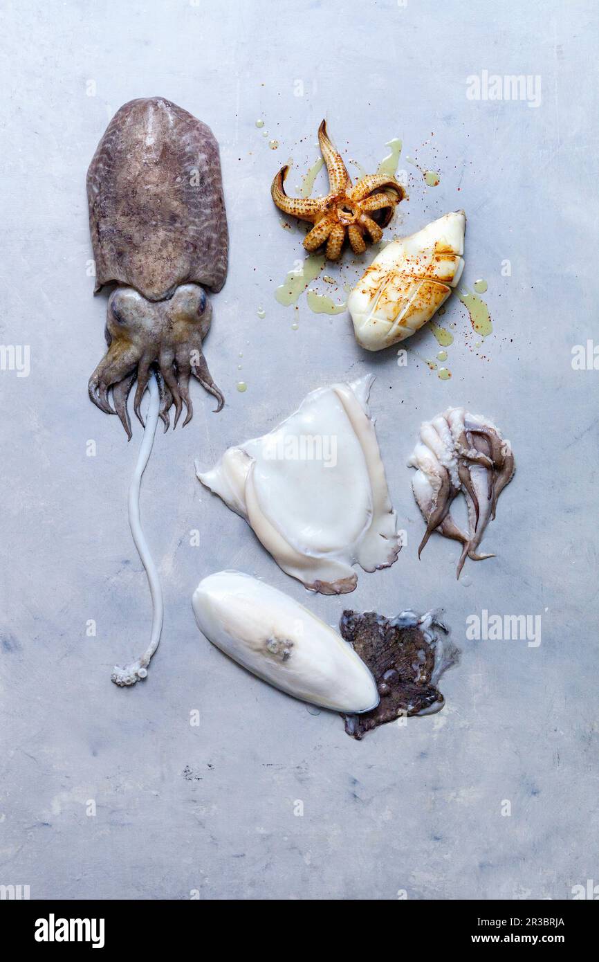 Free squid hi-res stock photography and images - Alamy