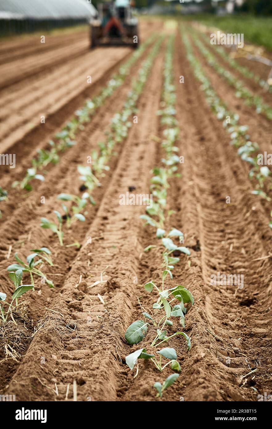 Tractor planting kohlrabi seedlings Stock Photo - Alamy