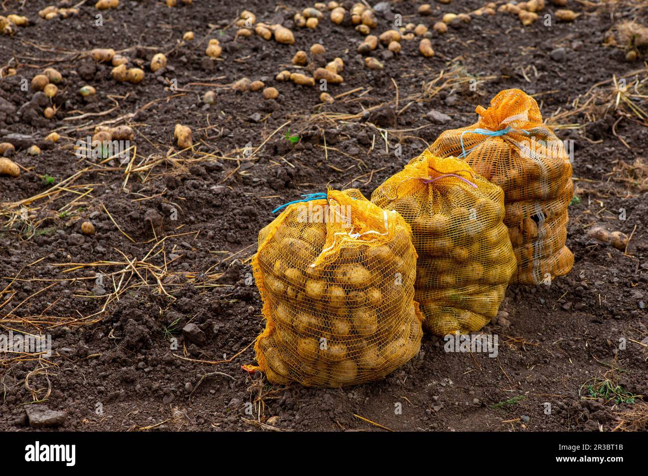 Potato growing in sack hi-res stock photography and images - Alamy