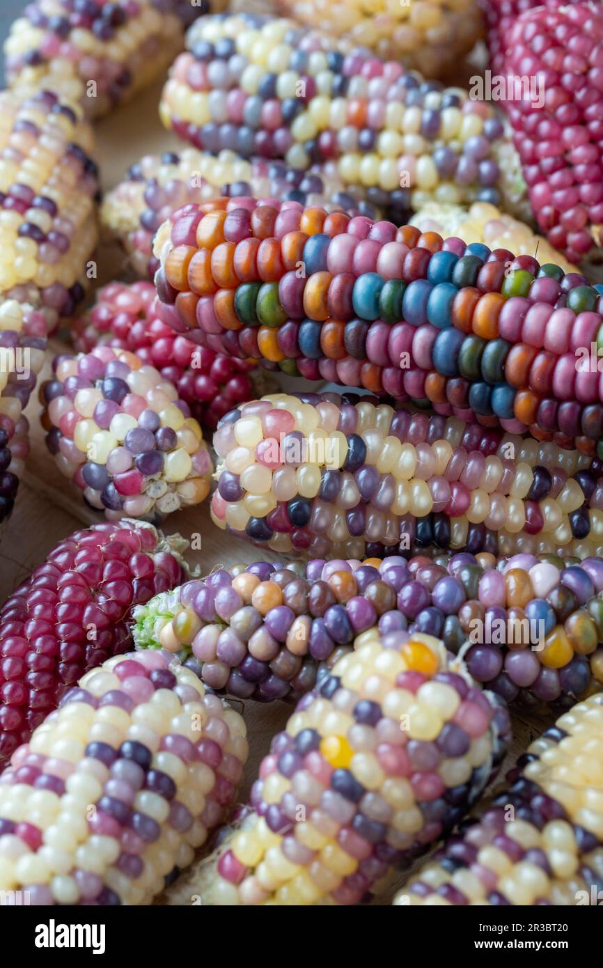 Lots of corn on the cob with colorful grains Stock Photo - Alamy