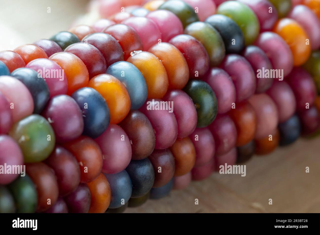 Corn on the cob with colorful grains (close-up Stock Photo - Alamy
