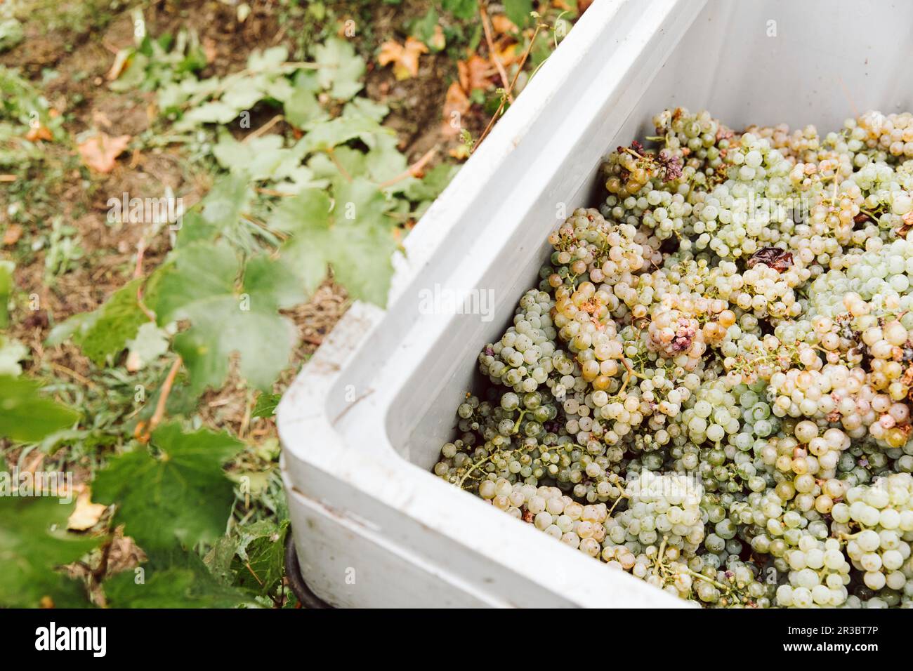Freshly harvested white grapes in a pallet box Stock Photo - Alamy