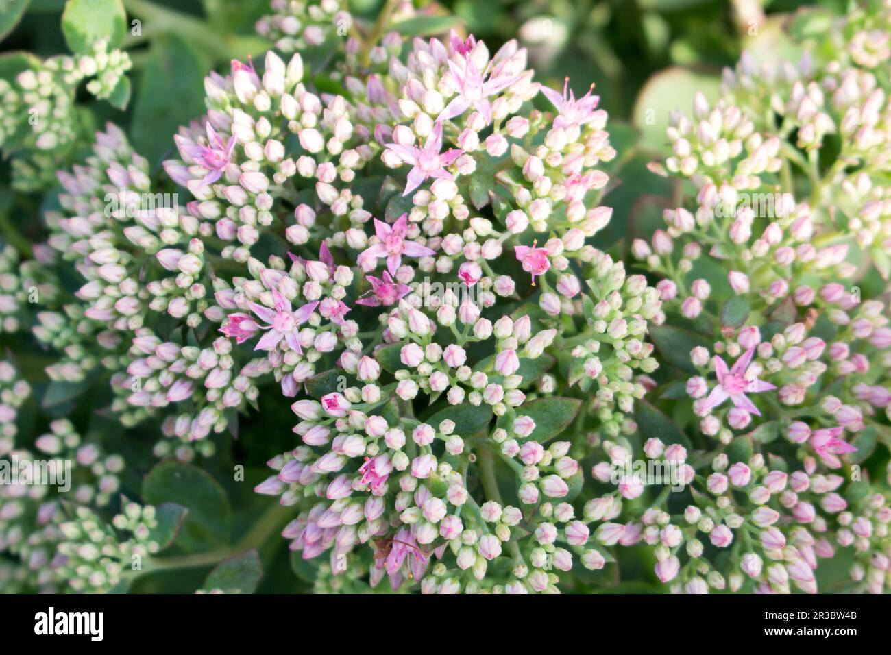 Beautiful pink sedum flowers in the autumn garden. Closeup. Flowers ...