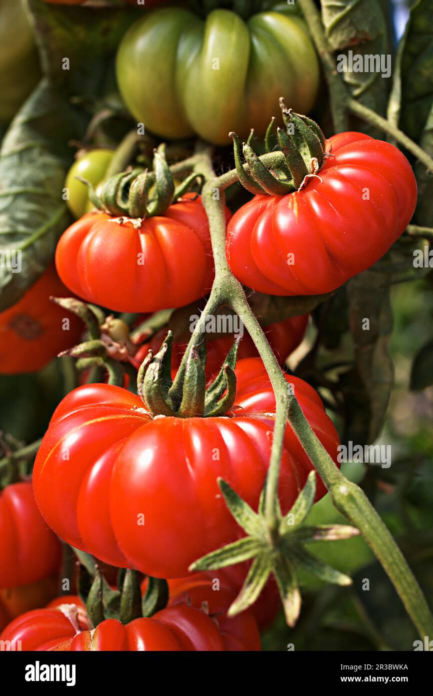 Tomato bush variety hi-res stock photography and images - Alamy