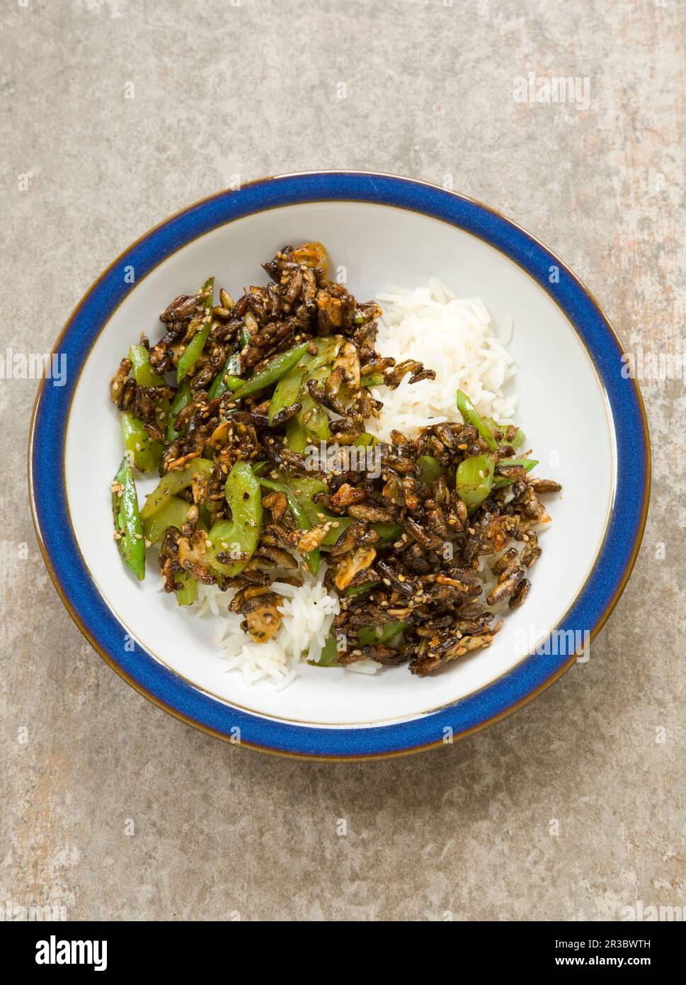 Cricket insects hi-res stock photography and images - Alamy