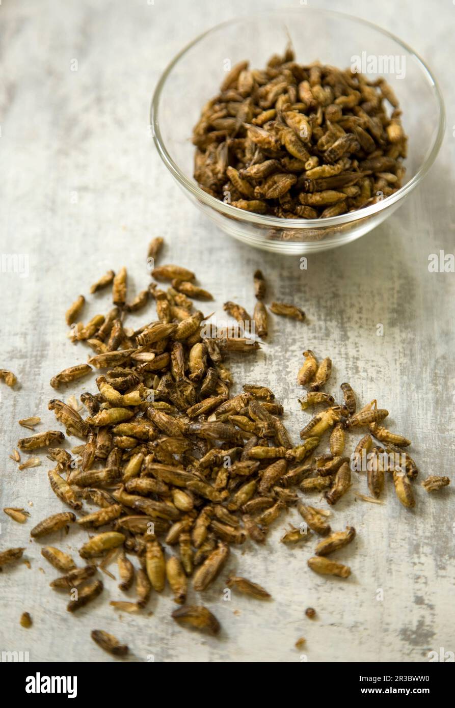 Crickets dried hi-res stock photography and images - Alamy