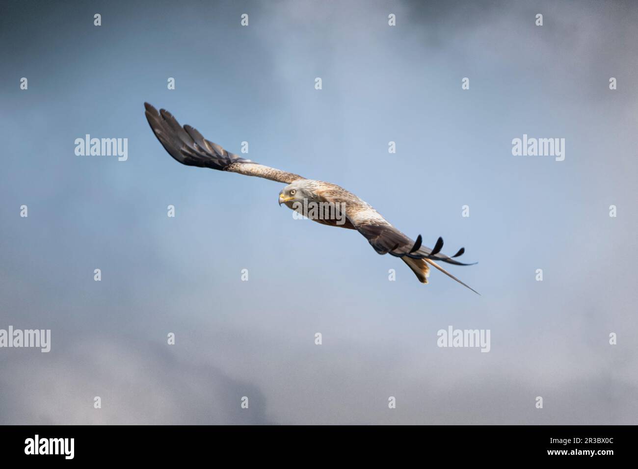 Red kite feathers hi-res stock photography and images - Alamy
