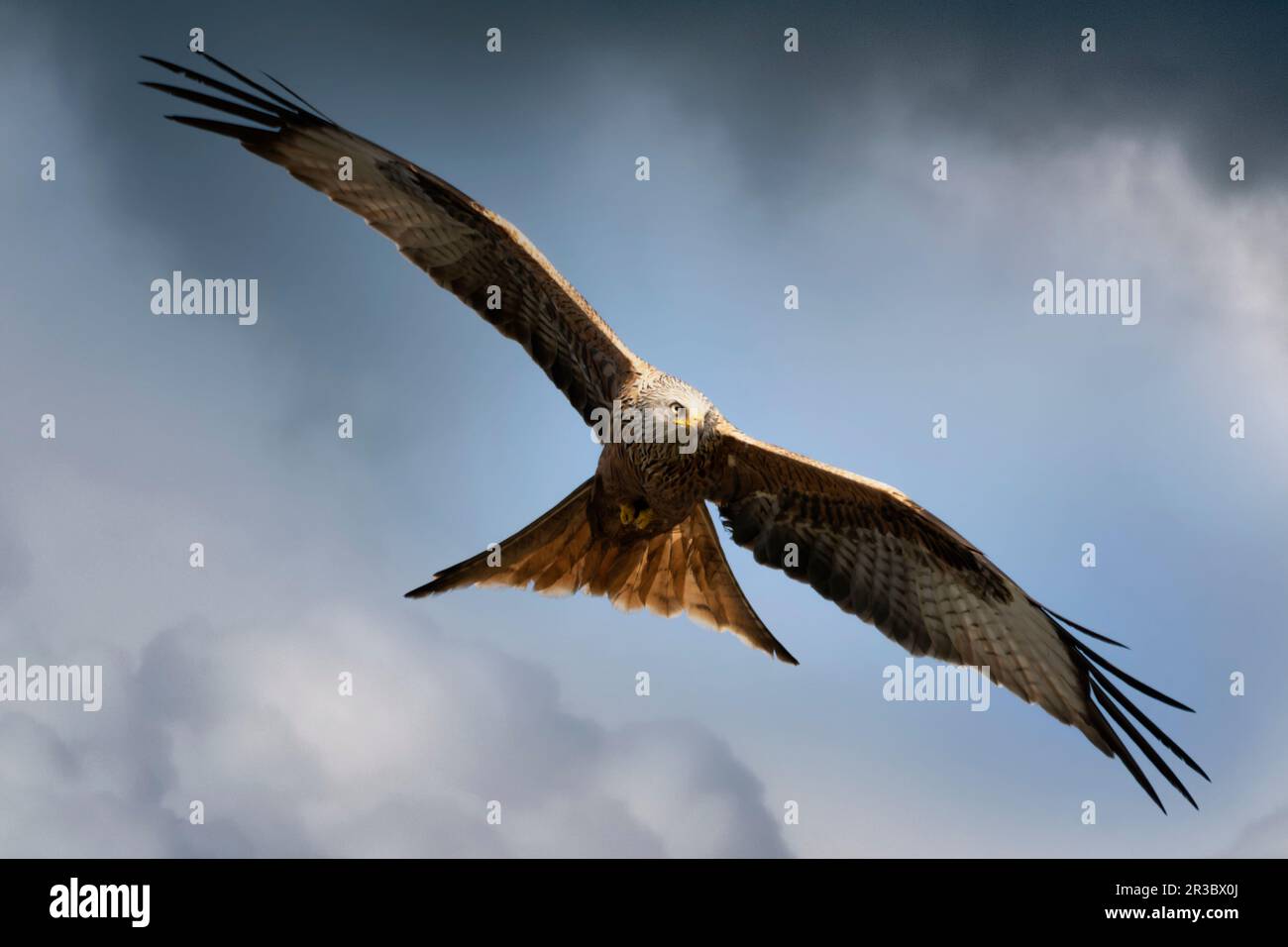 Red kite feathers hi-res stock photography and images - Alamy
