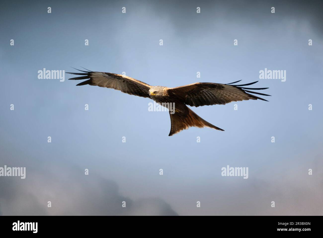 Big red kite hi-res stock photography and images - Alamy