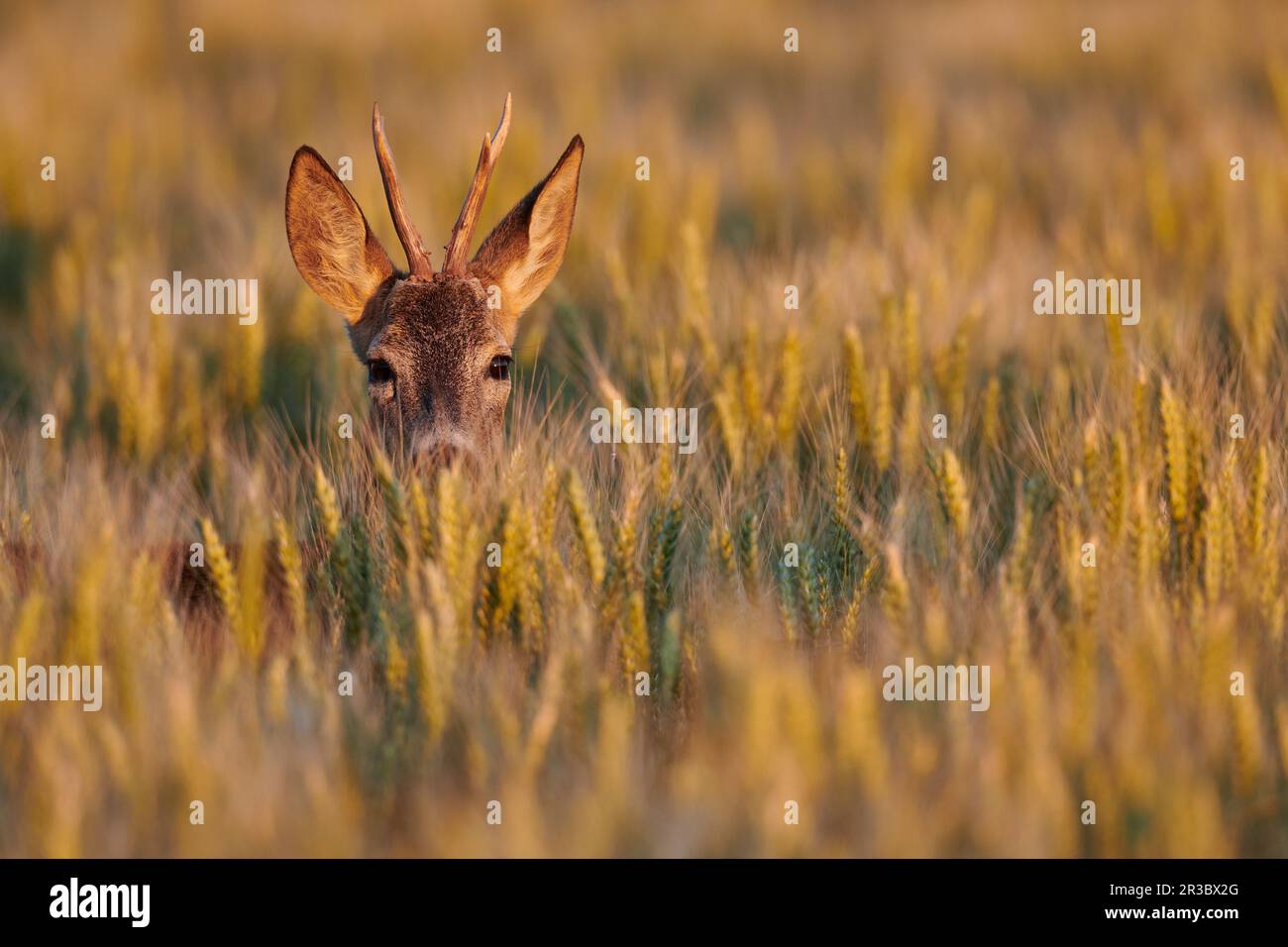 Eurasian roe deer hi-res stock photography and images - Alamy
