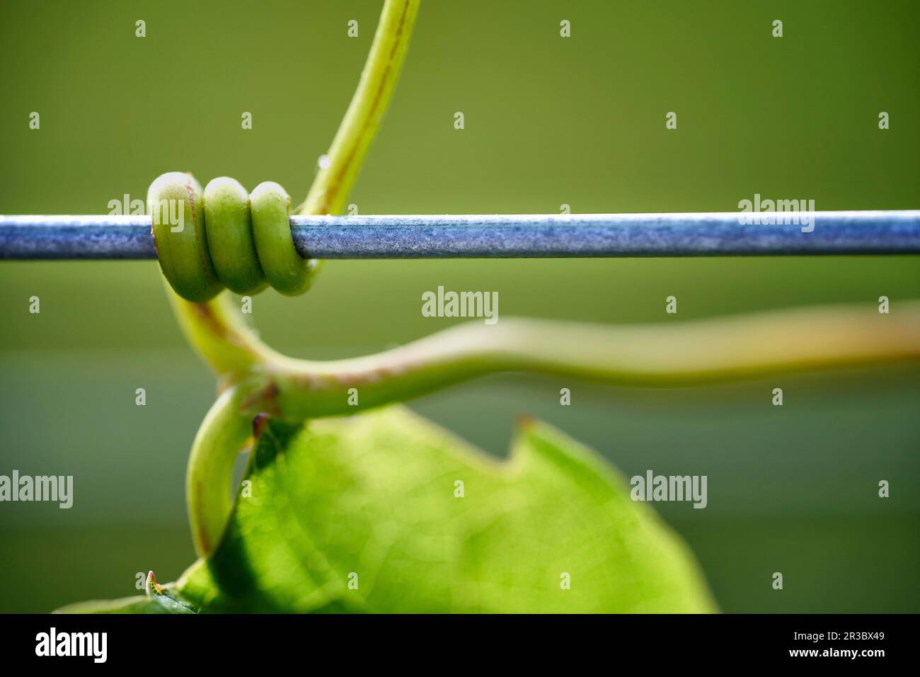 Young grapevine twists around wire (close-up Stock Photo - Alamy