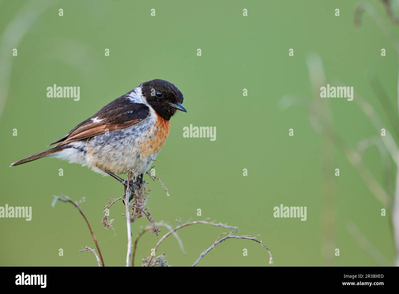Male european stonechat hi-res stock photography and images - Alamy