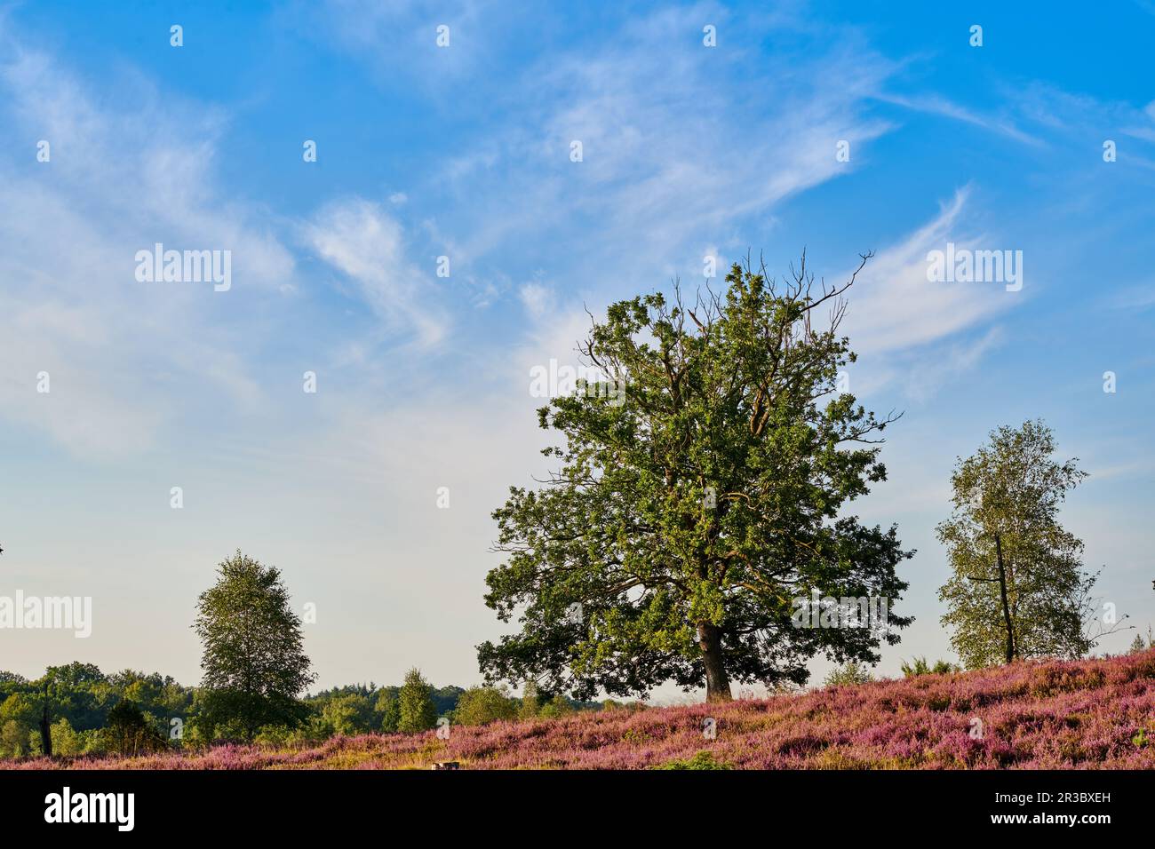 Sunrise at lueneburg heath hi-res stock photography and images - Alamy