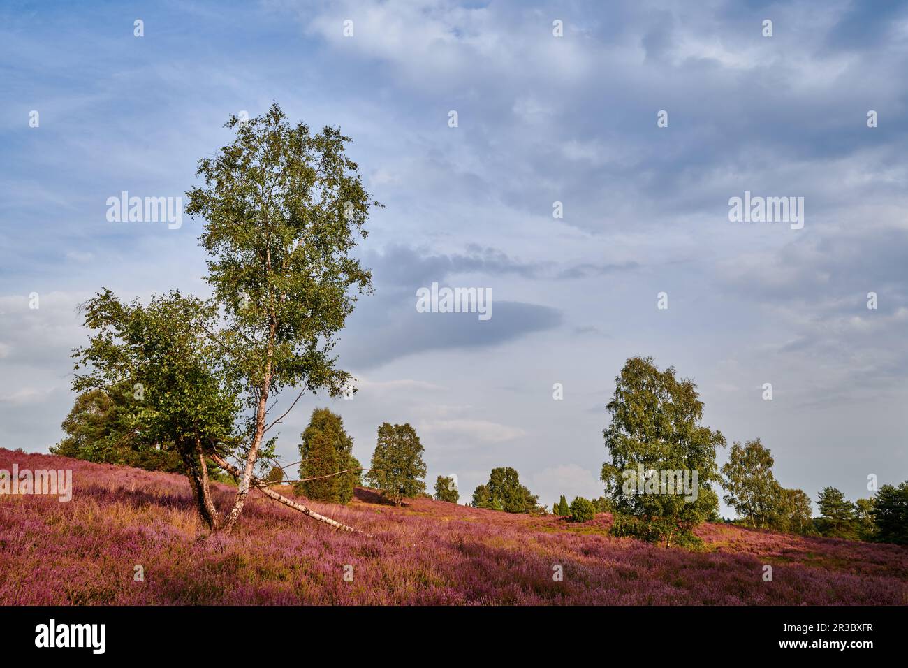 Sunrise at lueneburg heath hi-res stock photography and images - Alamy