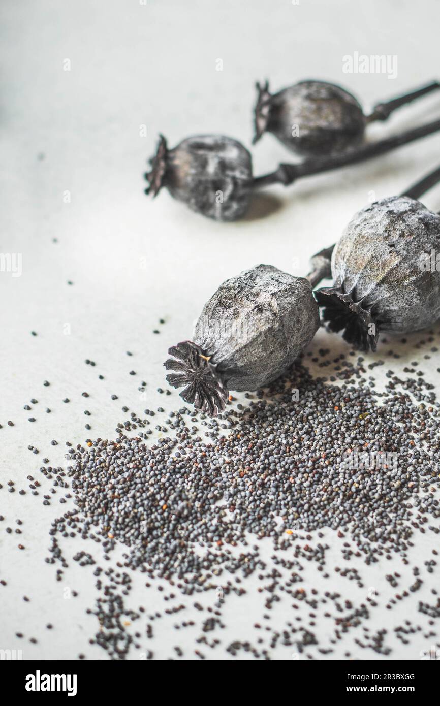 Poppy type hi-res stock photography and images - Alamy