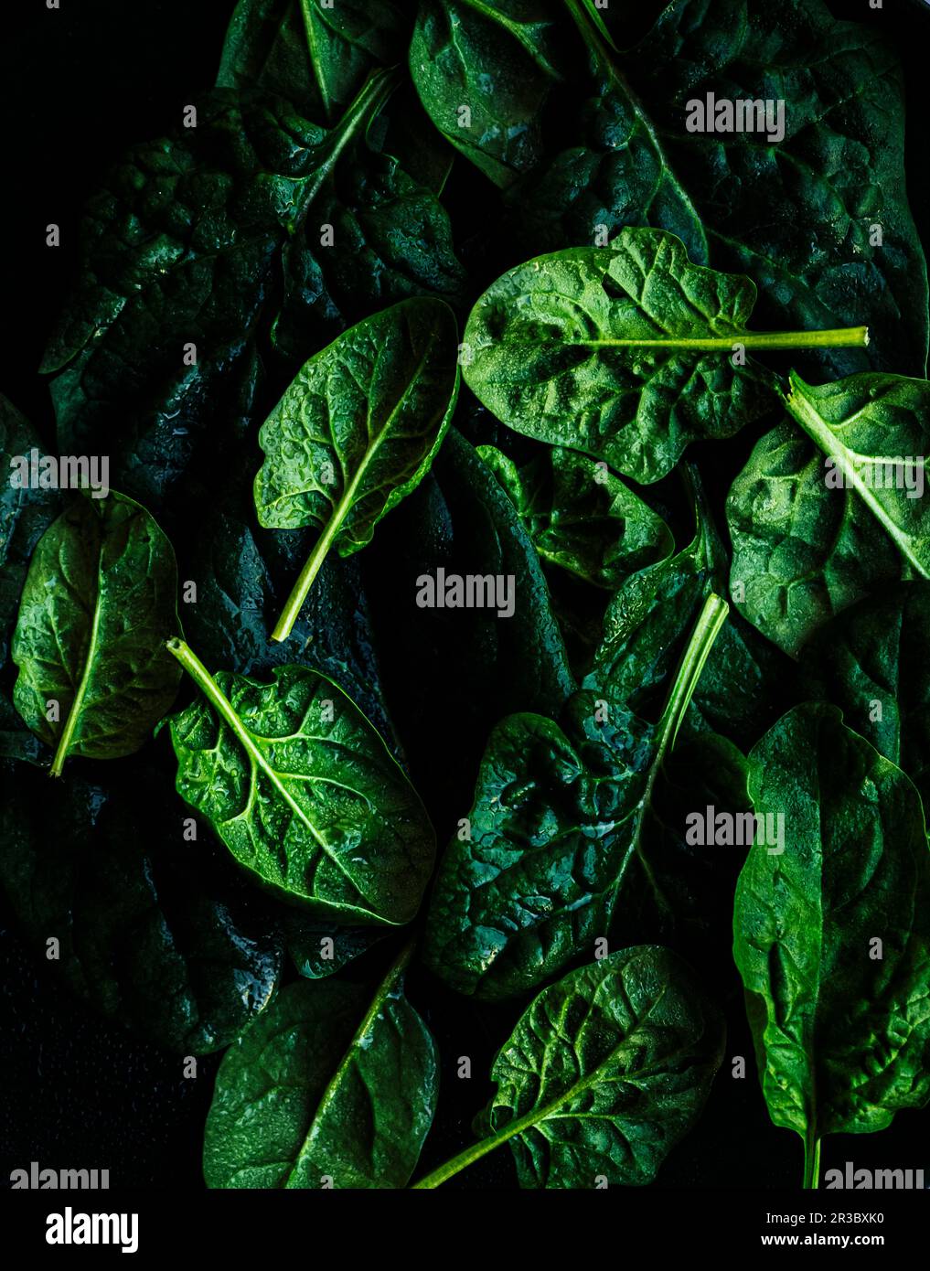 Organic Baby Spinach Leaves Stock Photo - Alamy