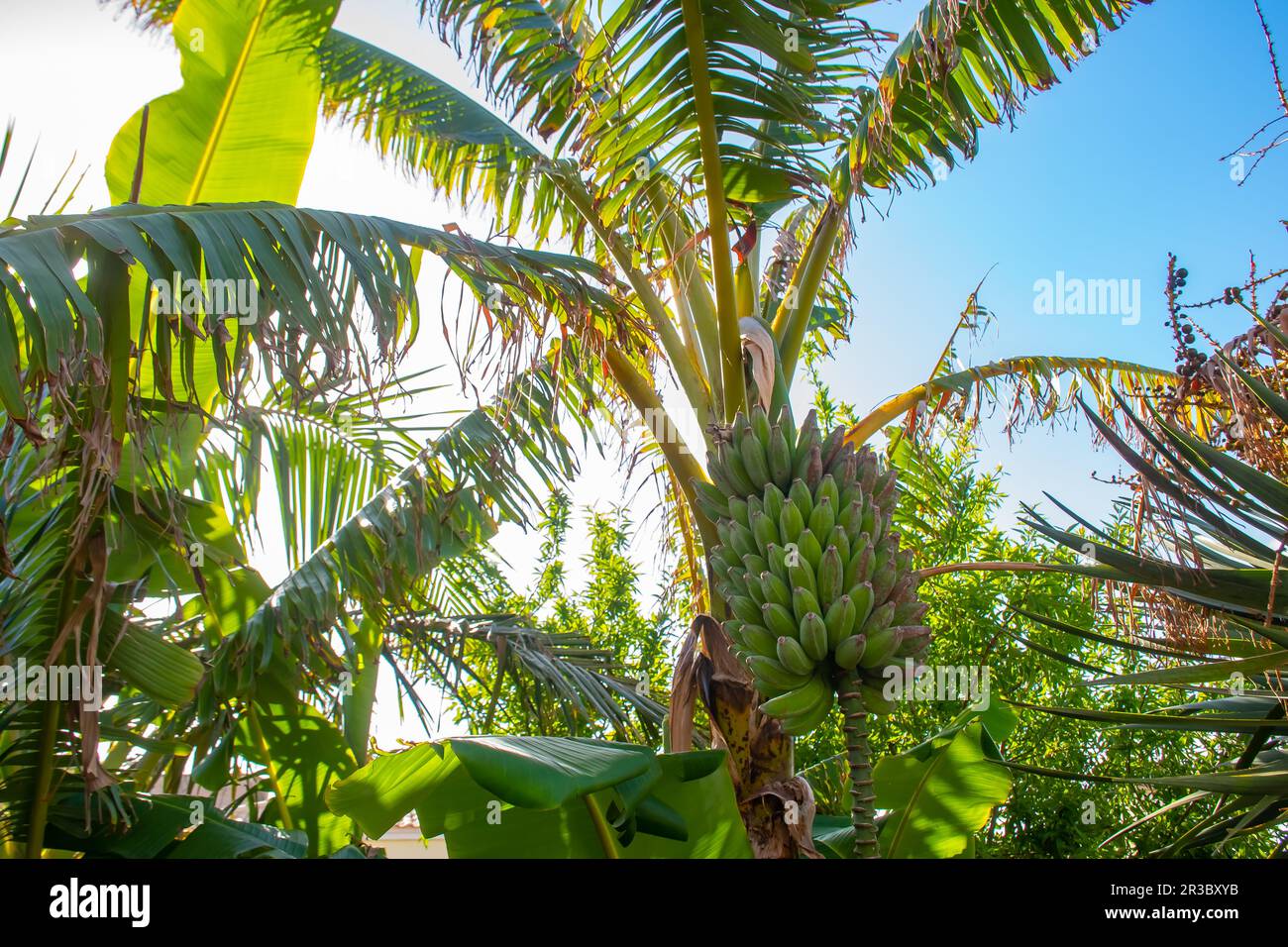 Green bananas in the garden on the banana tree agriculture plantation ...