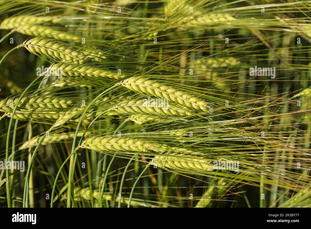Soft ears of barley hi-res stock photography and images - Alamy