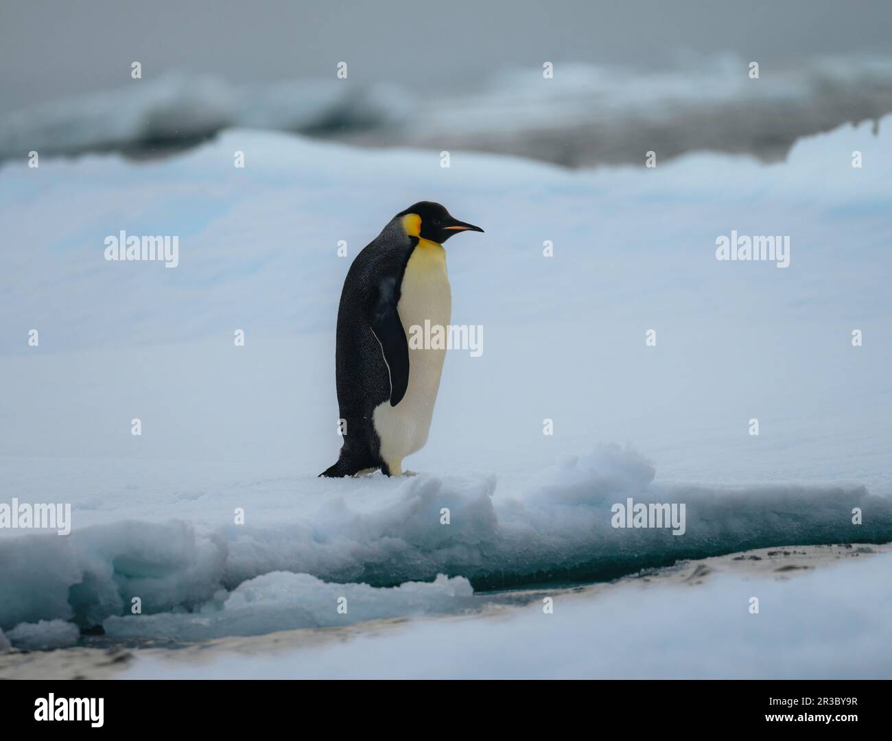 Emperor penguin in Natarctica standing and walk on snow Stock Photo - Alamy