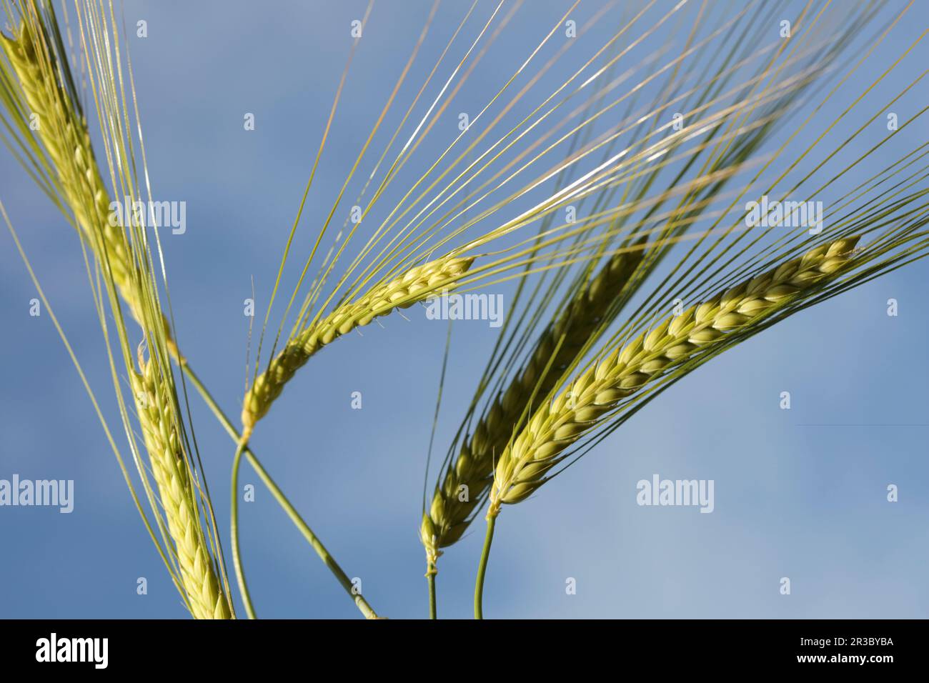Ears of barley Stock Photo - Alamy