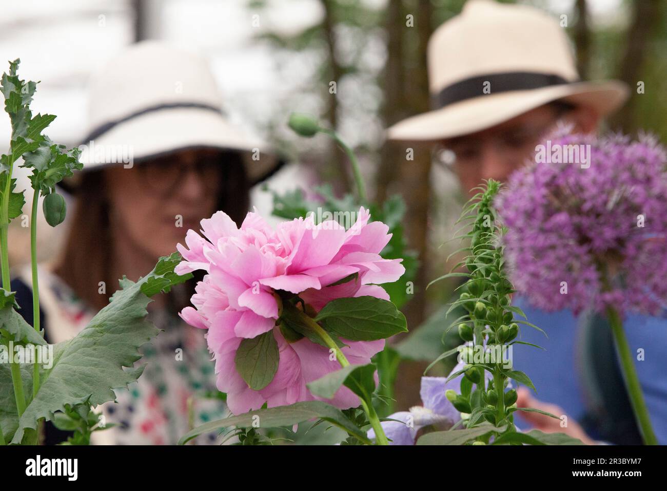 London, UK. 23rd May, 2023. The RHS Chelsea Flower Show opens to the ...