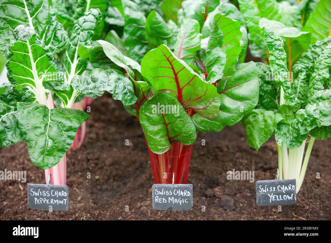 Plant 2023 hi-res stock photography and images - Alamy