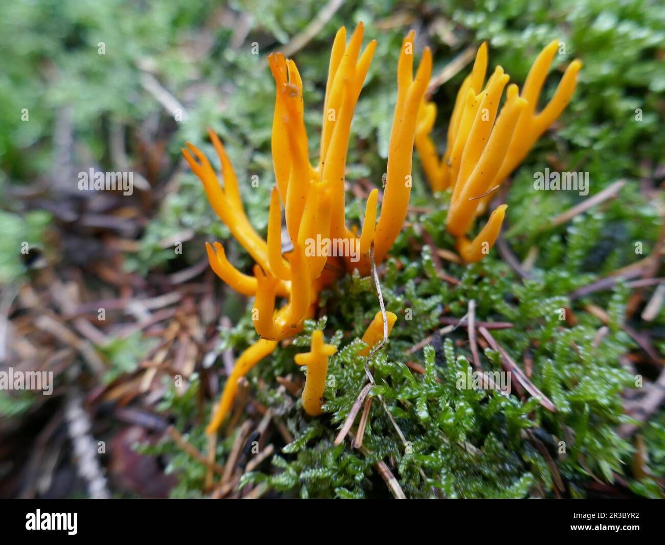 Klebriger HÃ¶rnling, Calocera viscosa Stock Photo - Alamy