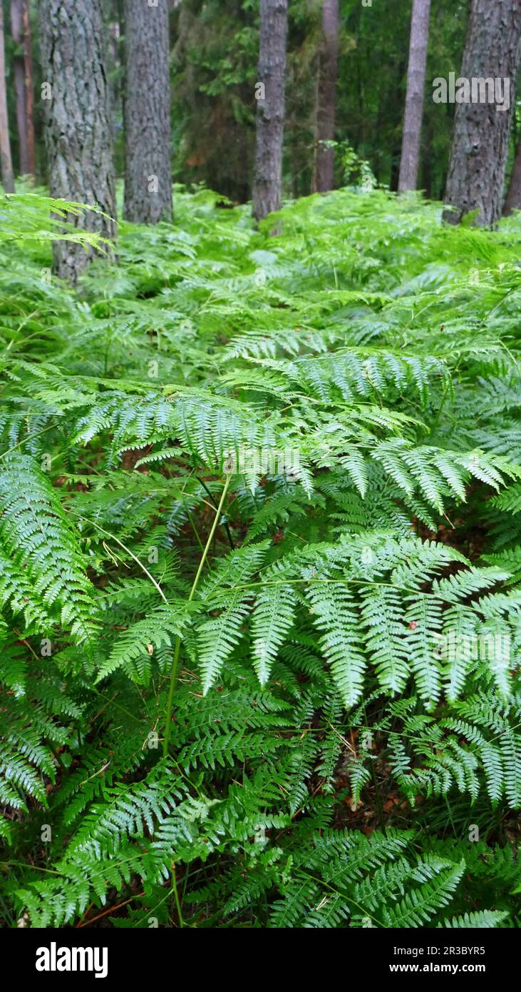 Fern summer leaf hi-res stock photography and images - Alamy