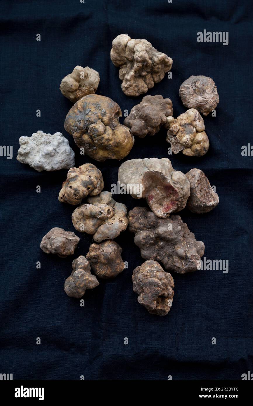 White Alba Truffle (Tuber Magnatum Pico Stock Photo - Alamy