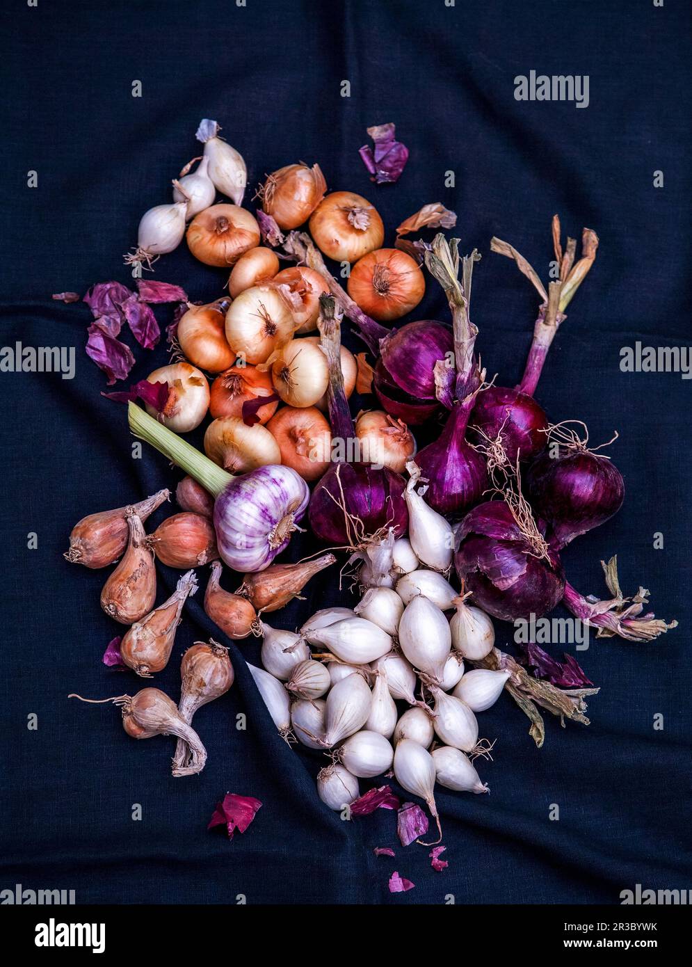 Onion variety hi-res stock photography and images - Alamy