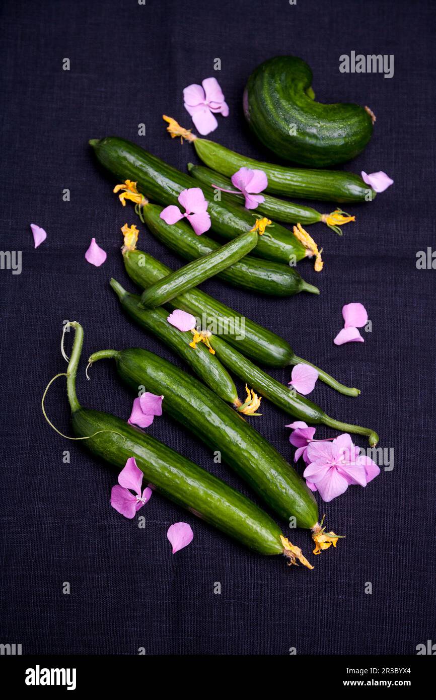 Snake squash hi-res stock photography and images - Alamy