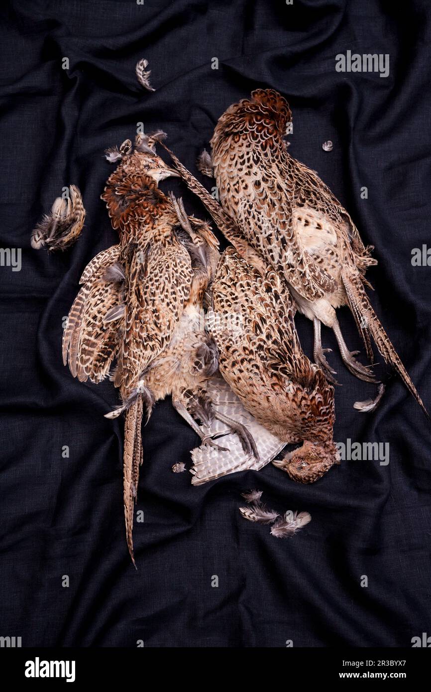 Pheasant type hi-res stock photography and images - Alamy