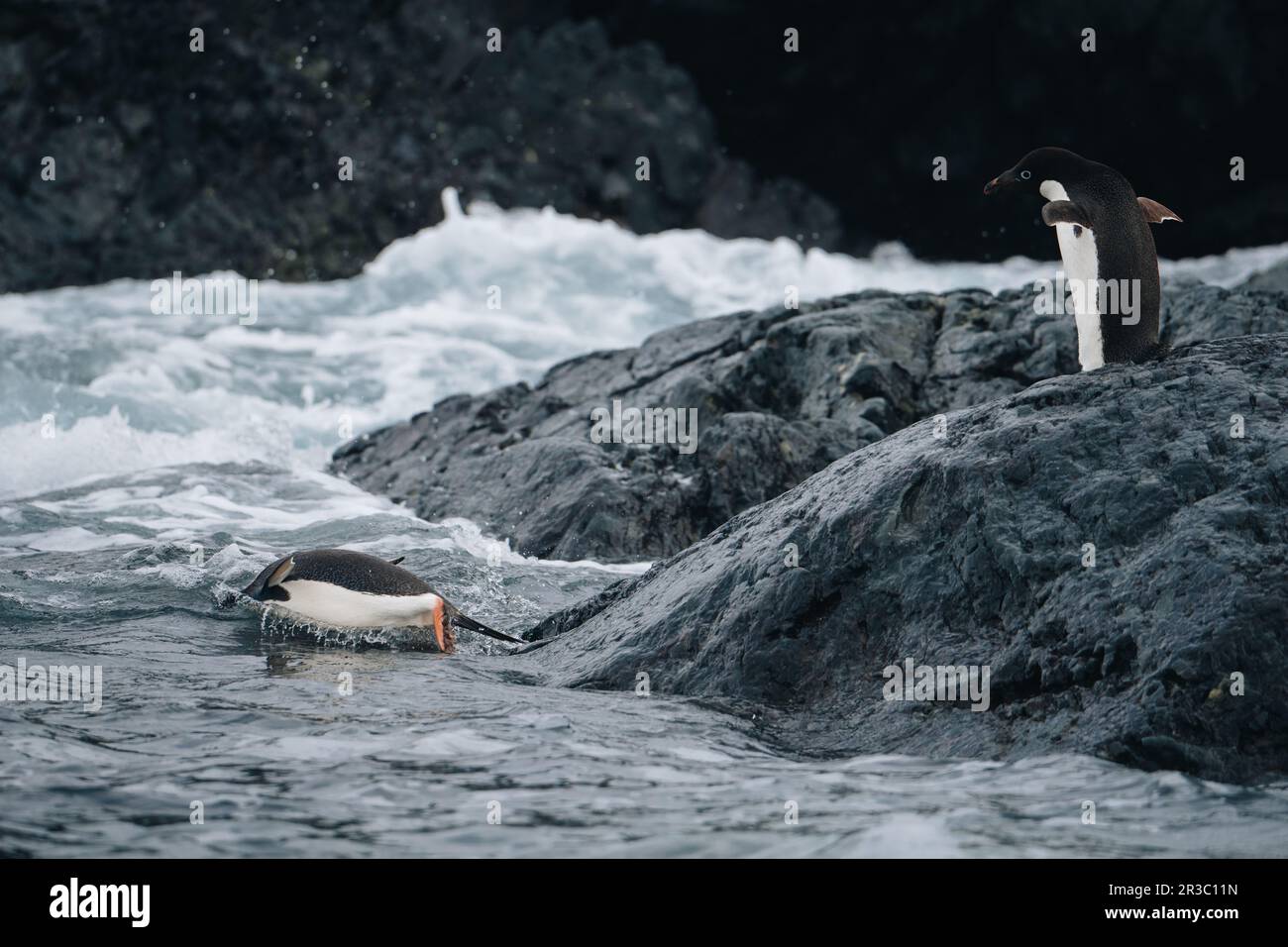 Two adelie penguins dive into the water in Antarctica while their ...
