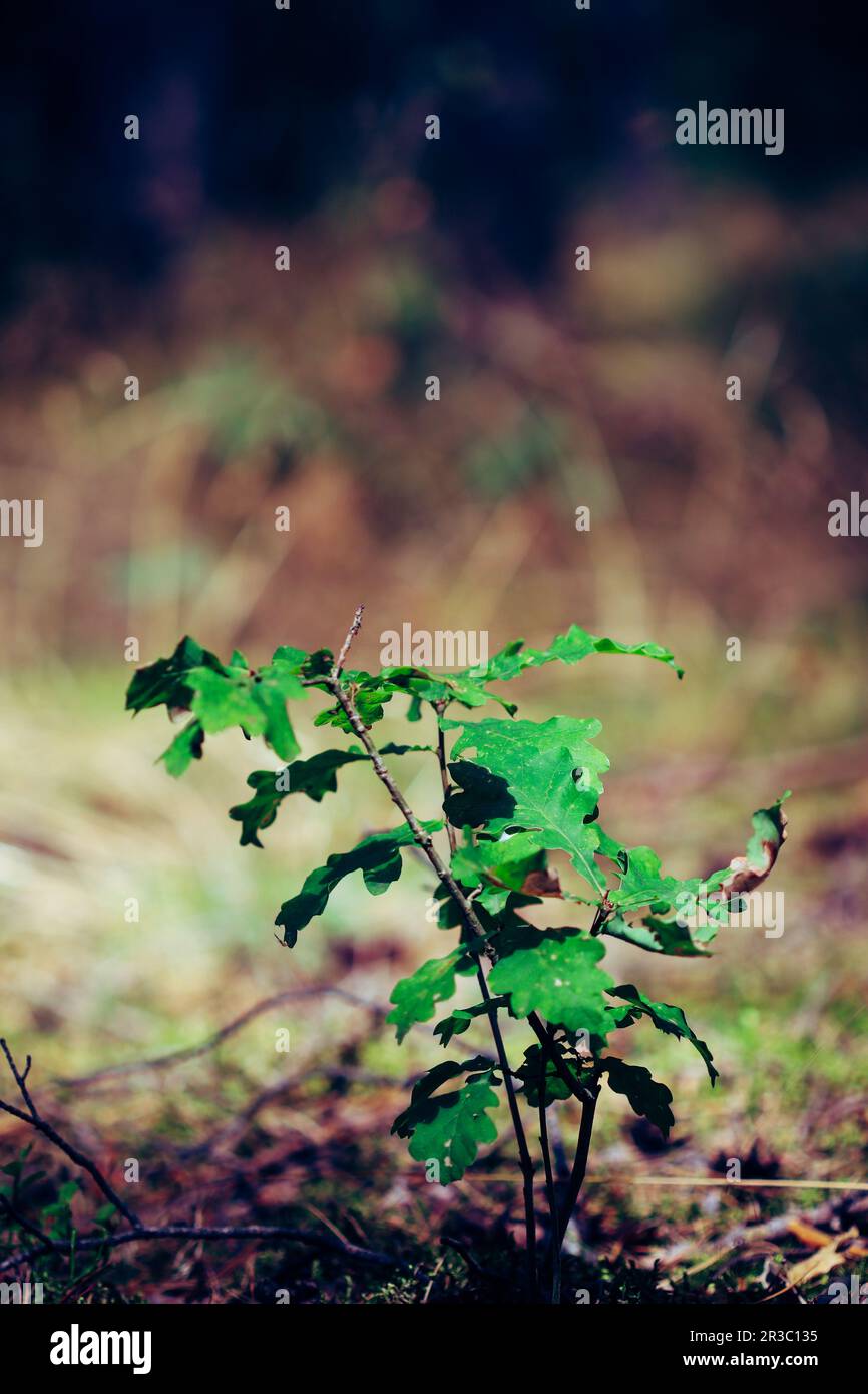 Little oak tree sapling Stock Photo - Alamy