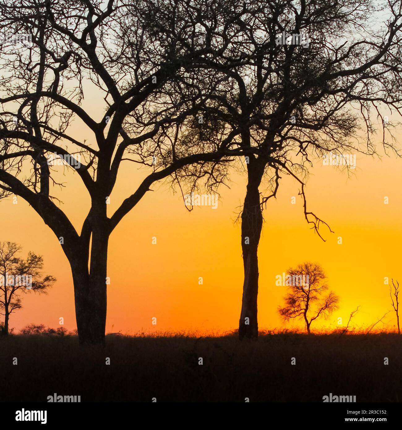 Silhouetted trees at sunset in South African bush Stock Photo - Alamy